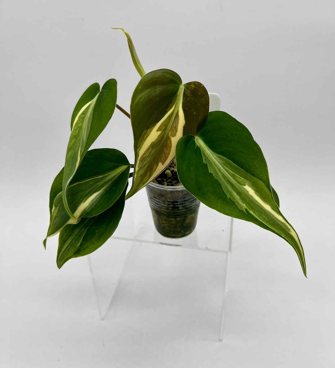 Philodendron Rio - Etsy