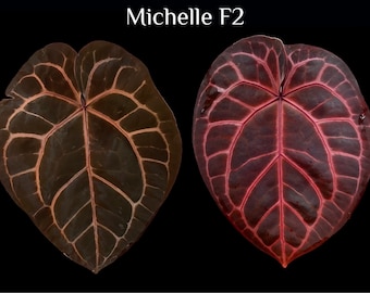 Anthurium Doc Block F2 Large Seedling - Etsy