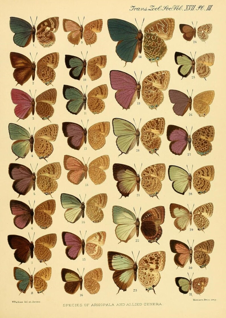 Botanical Poster Print Floral Wall Art Butterfly Art Print - Etsy Ireland