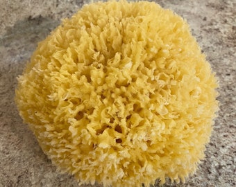 Natural Sea Sponge Honeycomb Type King of Sponges Kalymnos - Etsy