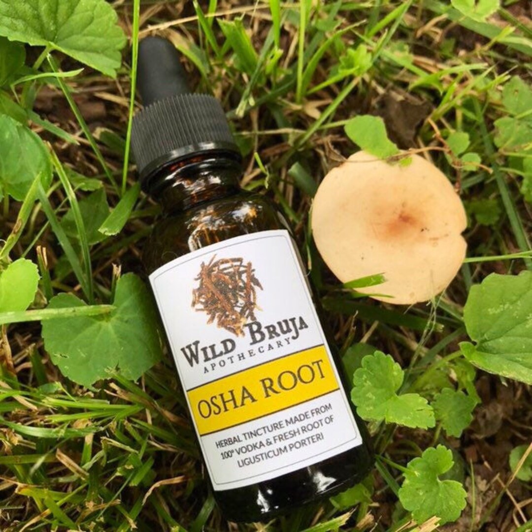 Osha Root Tincture • Fresh Ligusticum Porteri and 100 Proof Vodka ...