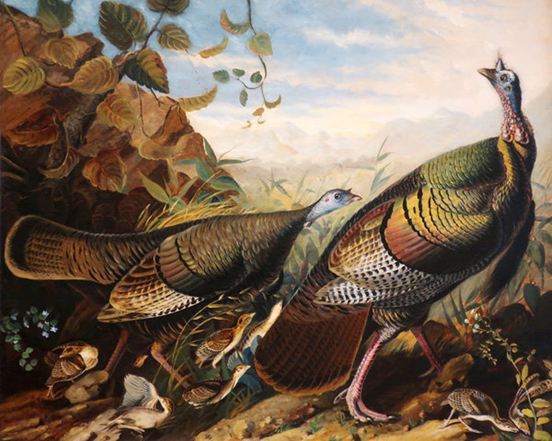 Wild Turkey Hen & Young, Audubon 1826, Printable Download Art Print ...