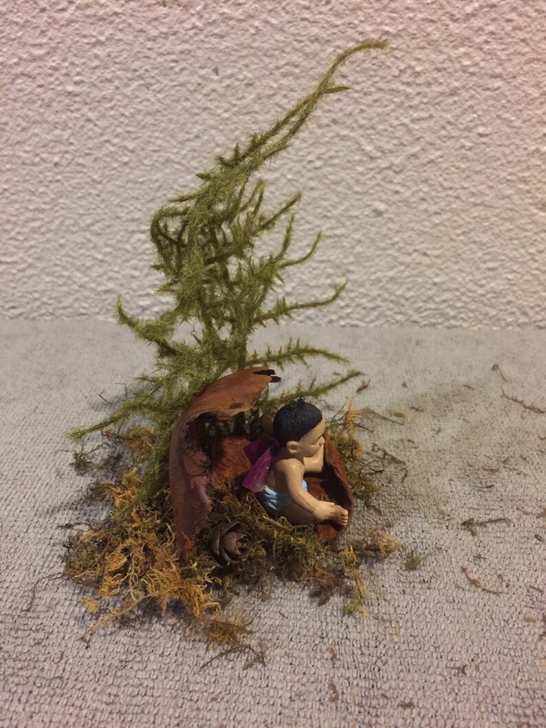 Miniature Fairy Fern Baby, Fairy Baby, Miniature, Fairy Garden ...
