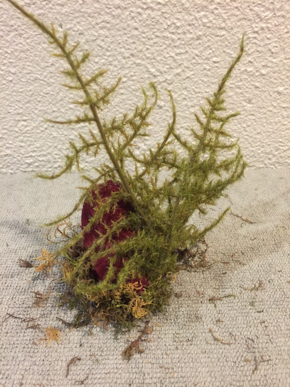 Miniature Fairy Fern Baby, Miniature Fairy Baby, Miniatures, Fairy ...