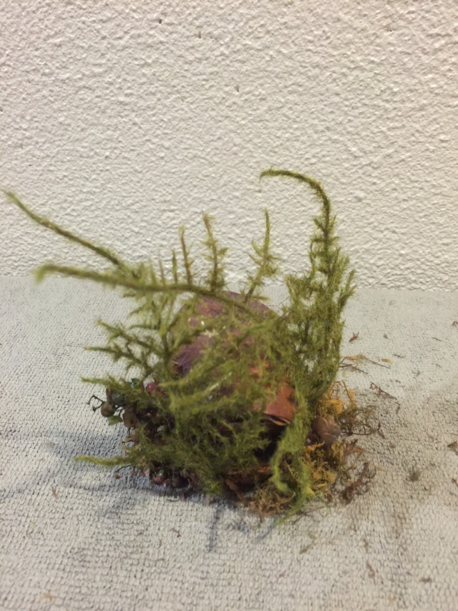 Miniature Fairy Fern Baby Miniature Fairy Baby Miniatures - Etsy