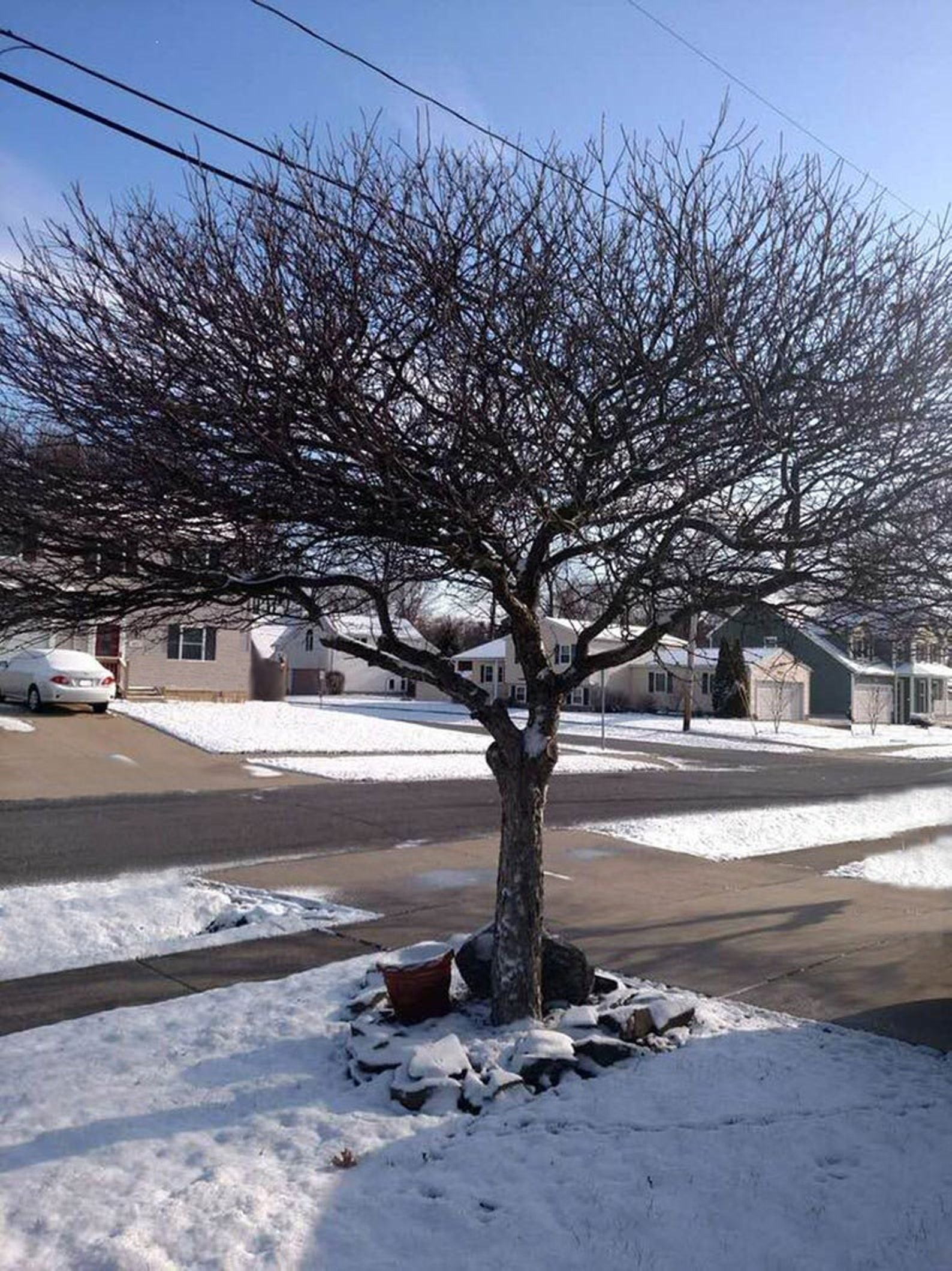 Small Sterling Silver Family Tree Pendant/necklace Tree of - Etsy