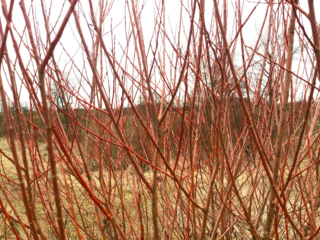 FLAME WILLOWS - Most Ornamental Willow - 10 Cuttings - Etsy
