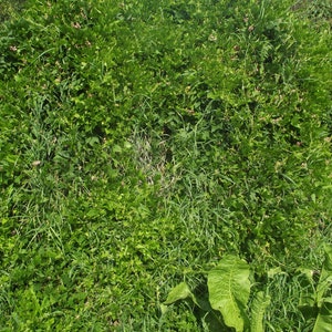 GROUNDNUT TUBERS 1/4 Pound (apios Americana) - Etsy