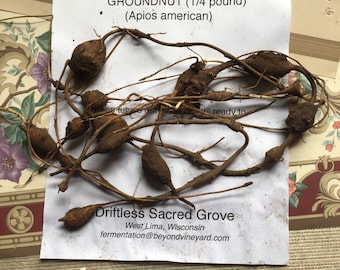 Groundnut Tubers (apios Americana) Hopniss, Live Groundnut Tubers - Etsy