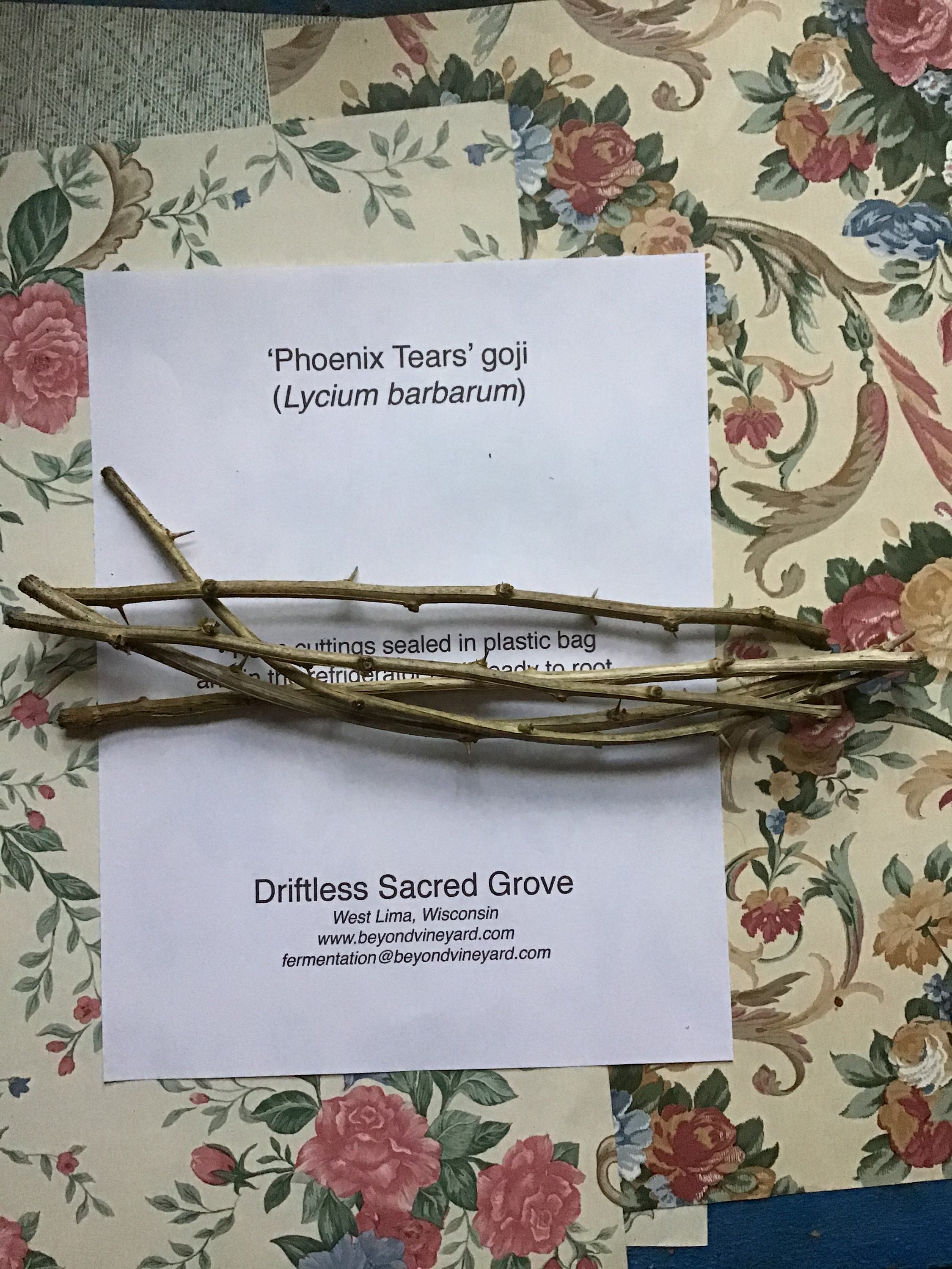 PHOENIX TEARS Goji Cuttings 10 Fresh Unrooted Cuttings - Etsy