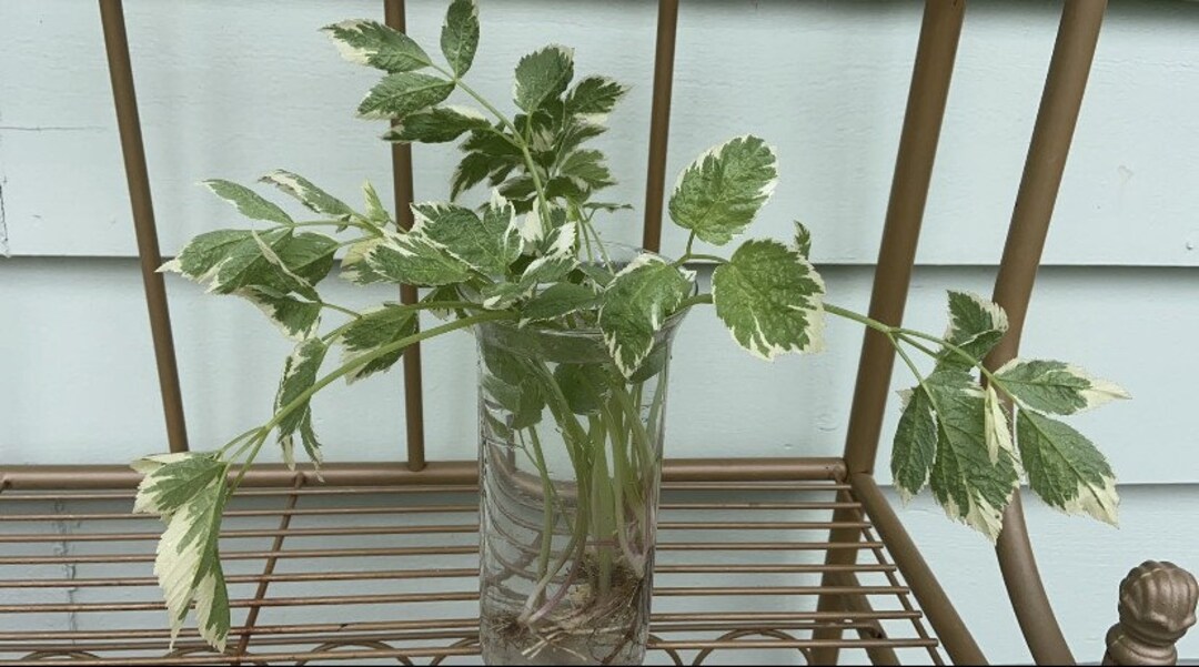 Edible Variegated Bishop's Goutweed 羊角芹10 Plants With Roots - Etsy