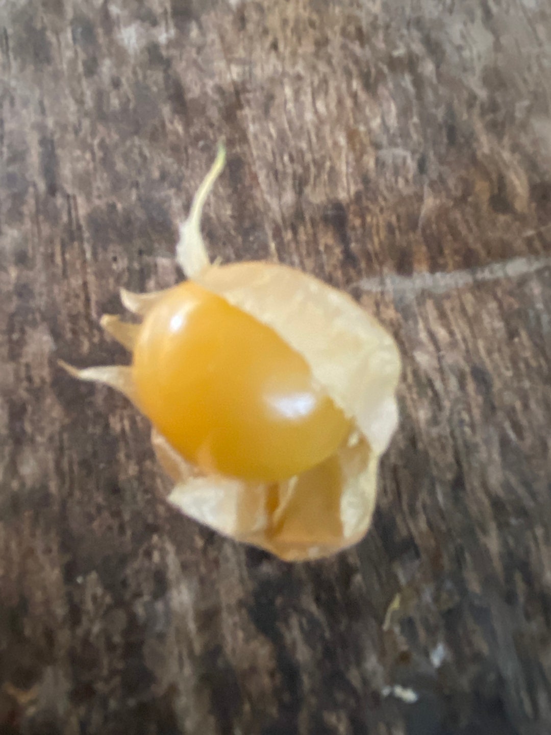 Organic Ground Berry 姑娘果黃金莓cape Gooseberry, Goosberry, Golden Berry ...