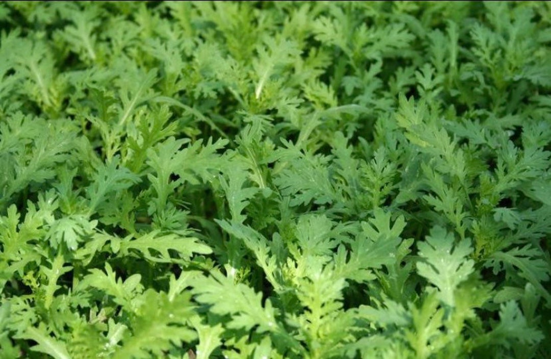 Organic Crown Daisy Seeds Green Healthy Vegetables 100 Seeds - Etsy