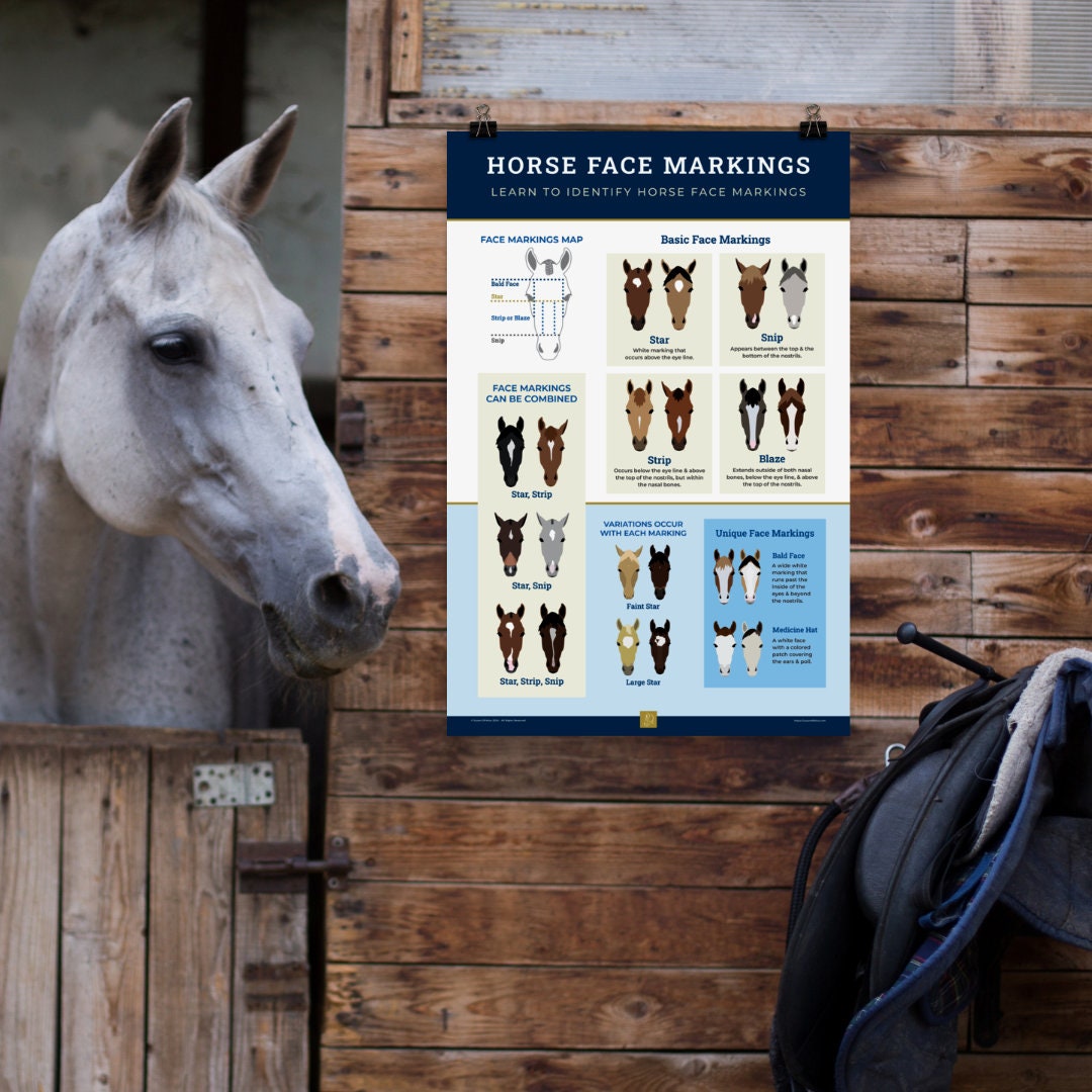 Horse Face Markings Educational Poster - Etsy
