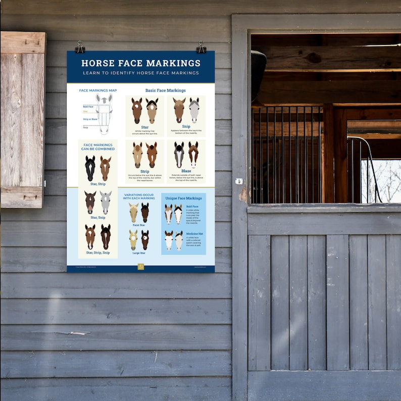 Horse Face Markings Educational Poster - Etsy