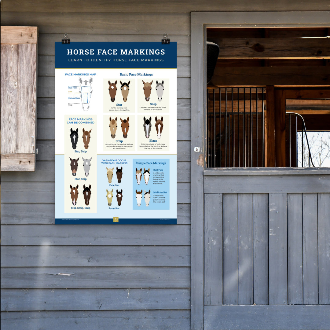 Horse Face Markings Educational Poster - Etsy