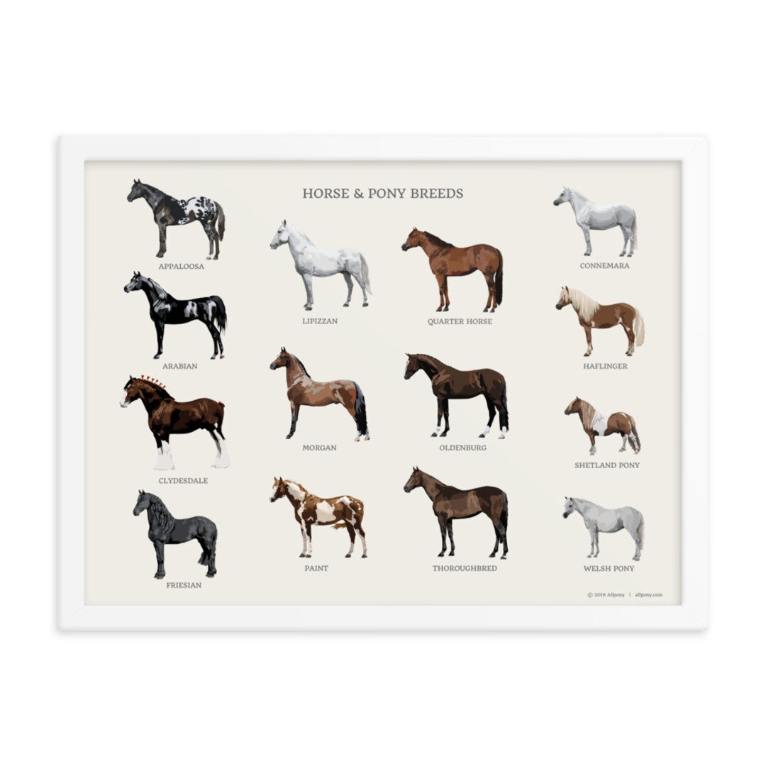 Horse & Pony Breeds Framed Poster - Etsy
