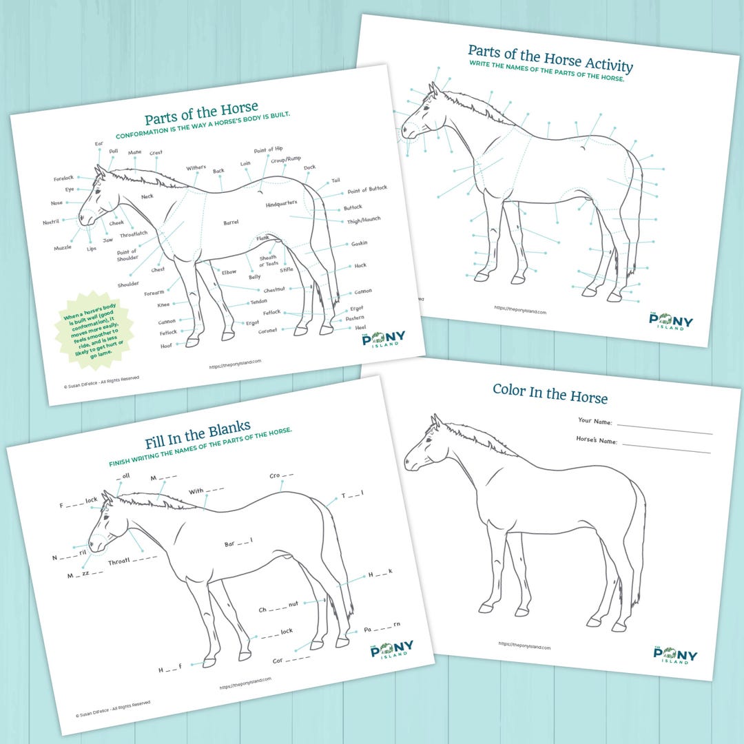 Parts of the Horse Activity – Printable Worksheet Pack for Kids ...