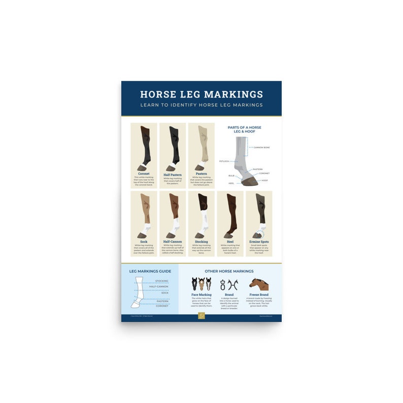Horse Leg Markings Illustrated Guide Educational Poster - Etsy