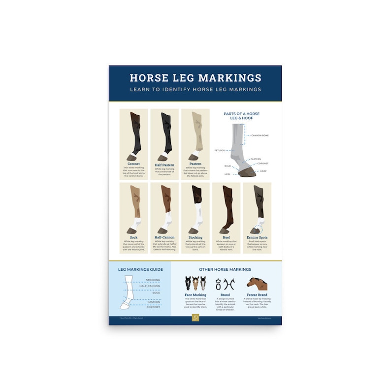 Horse Leg Markings Illustrated Guide Educational Poster - Etsy