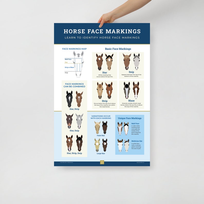 Horse Face Markings Educational Poster - Etsy