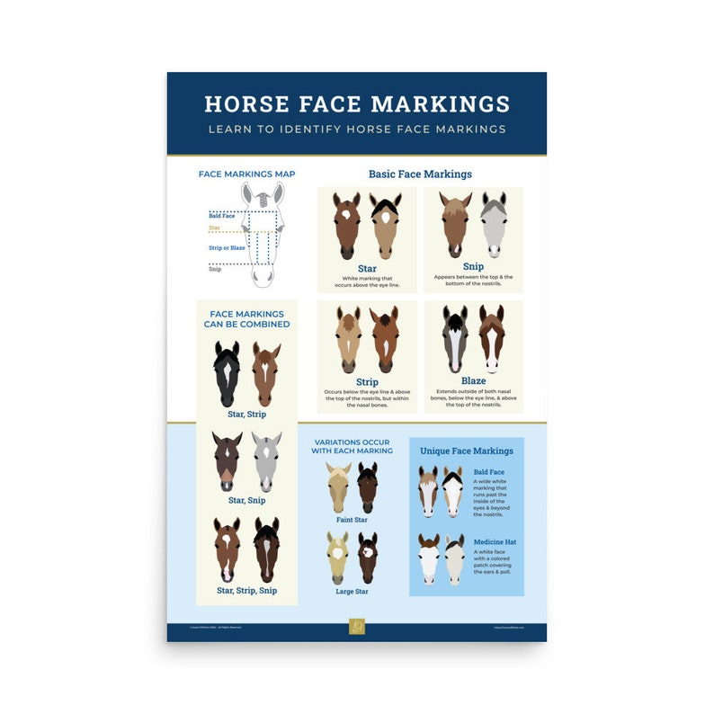 Horse Face Markings Educational Poster - Etsy UK