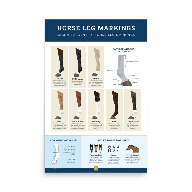 Horse Leg Markings Illustrated Guide Educational Poster - Etsy
