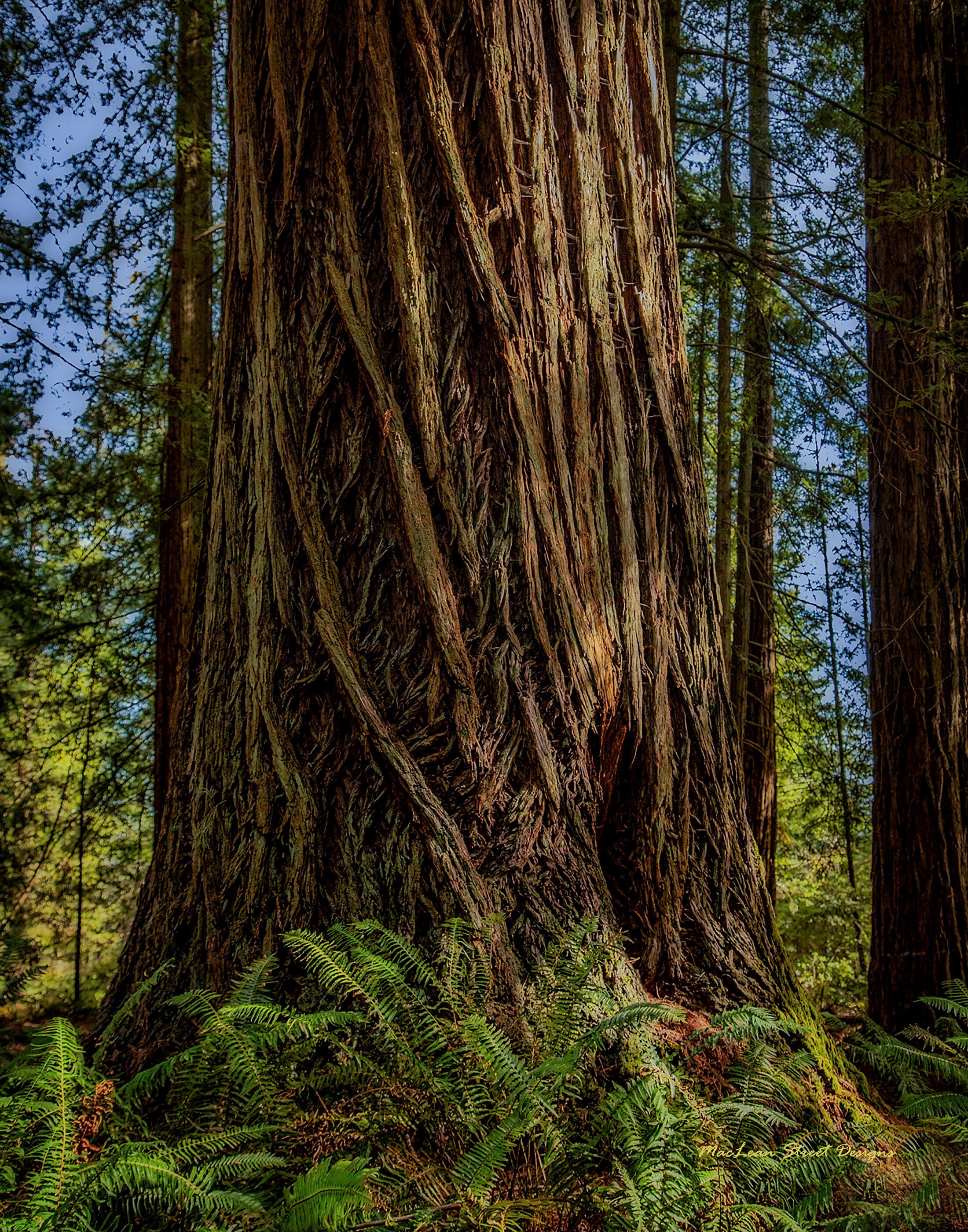 Redwood Forest, Trees, Green Ferns Moss, California Coastal Redwoods ...