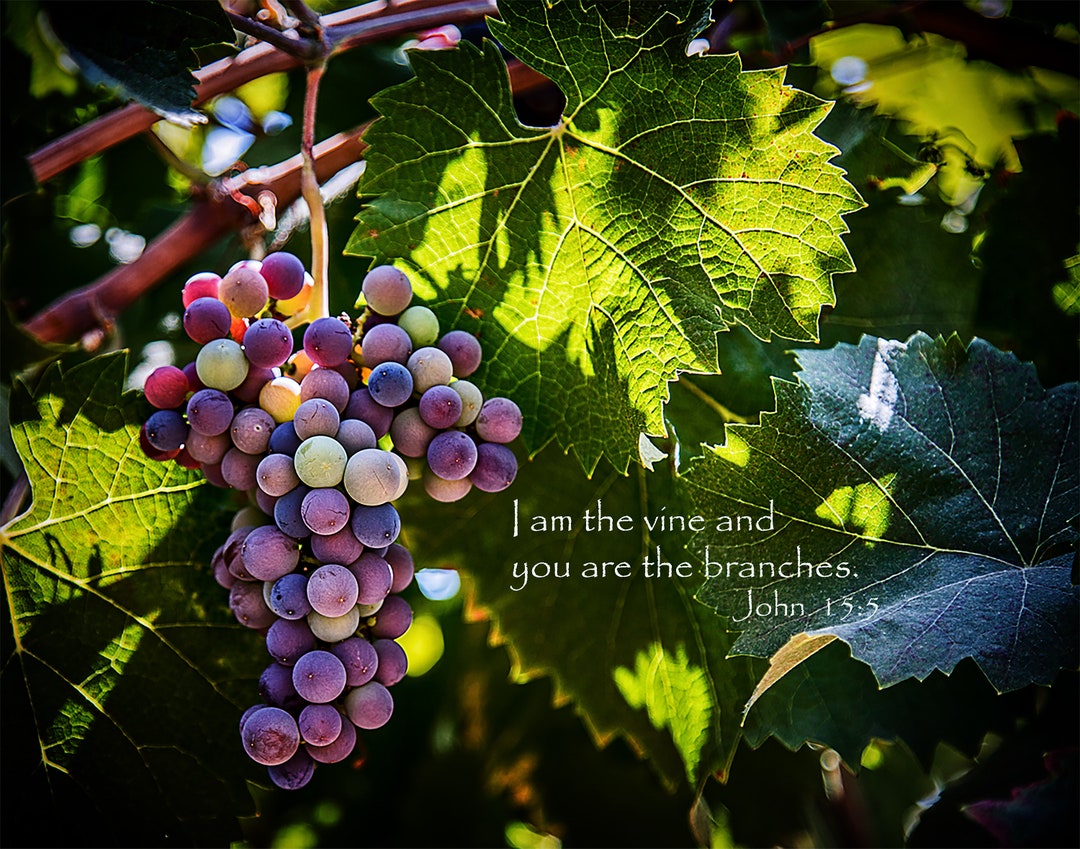 Vineyard Grape Photograph: Bible Verse Art Print - Etsy