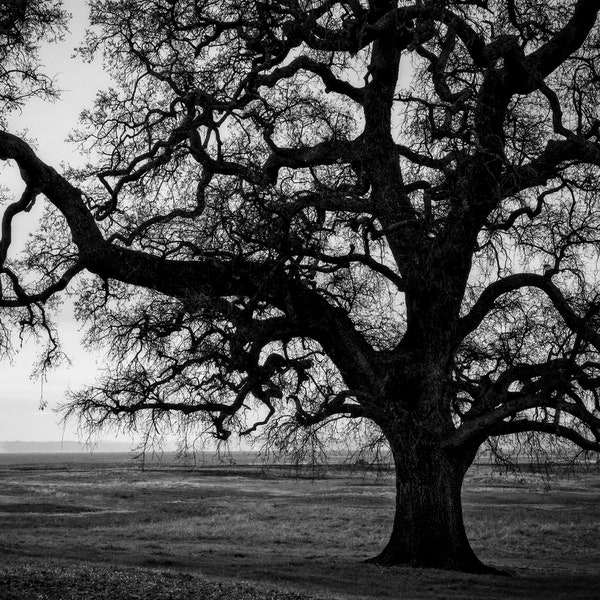 Black and White Photo Oak Tree - Etsy