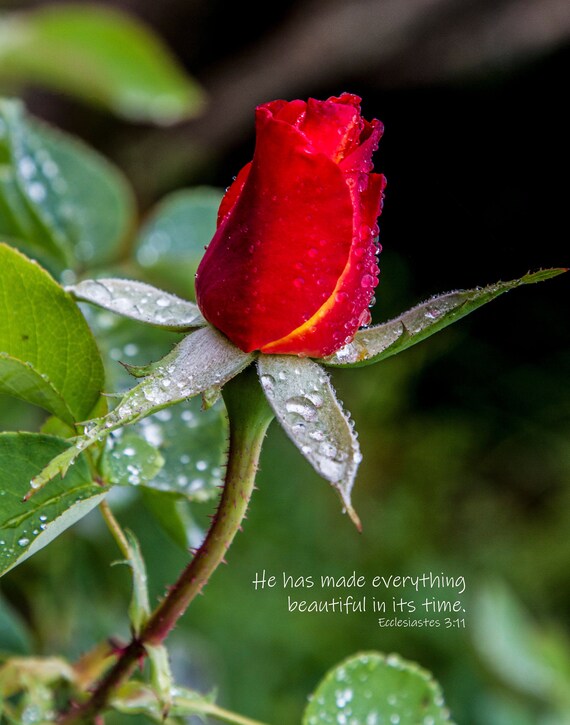 Nature Photography Roses