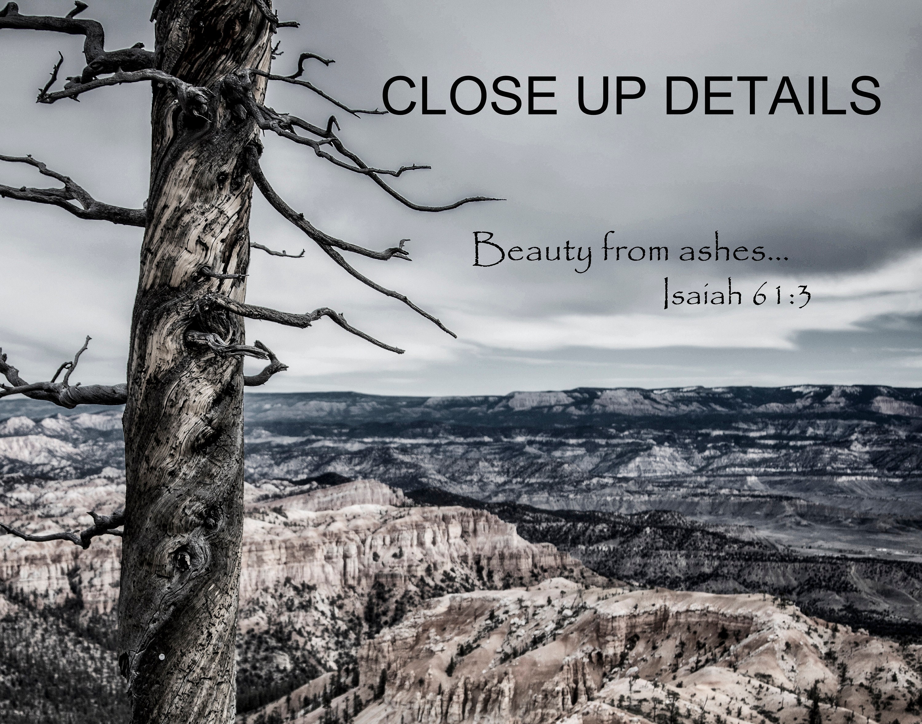 Tree, Roots, Scenic Nature Photograph, Bryce Canyon Utah, Bible Verse ...