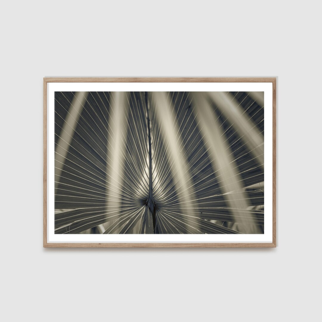 Palm 168 A High Resolution Digital Download. Palm Frond in a Sub Tropical Florida Forest. Fine ...