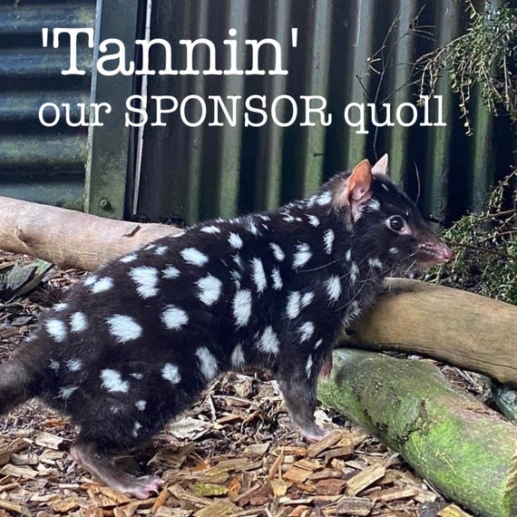 Eastern Quoll