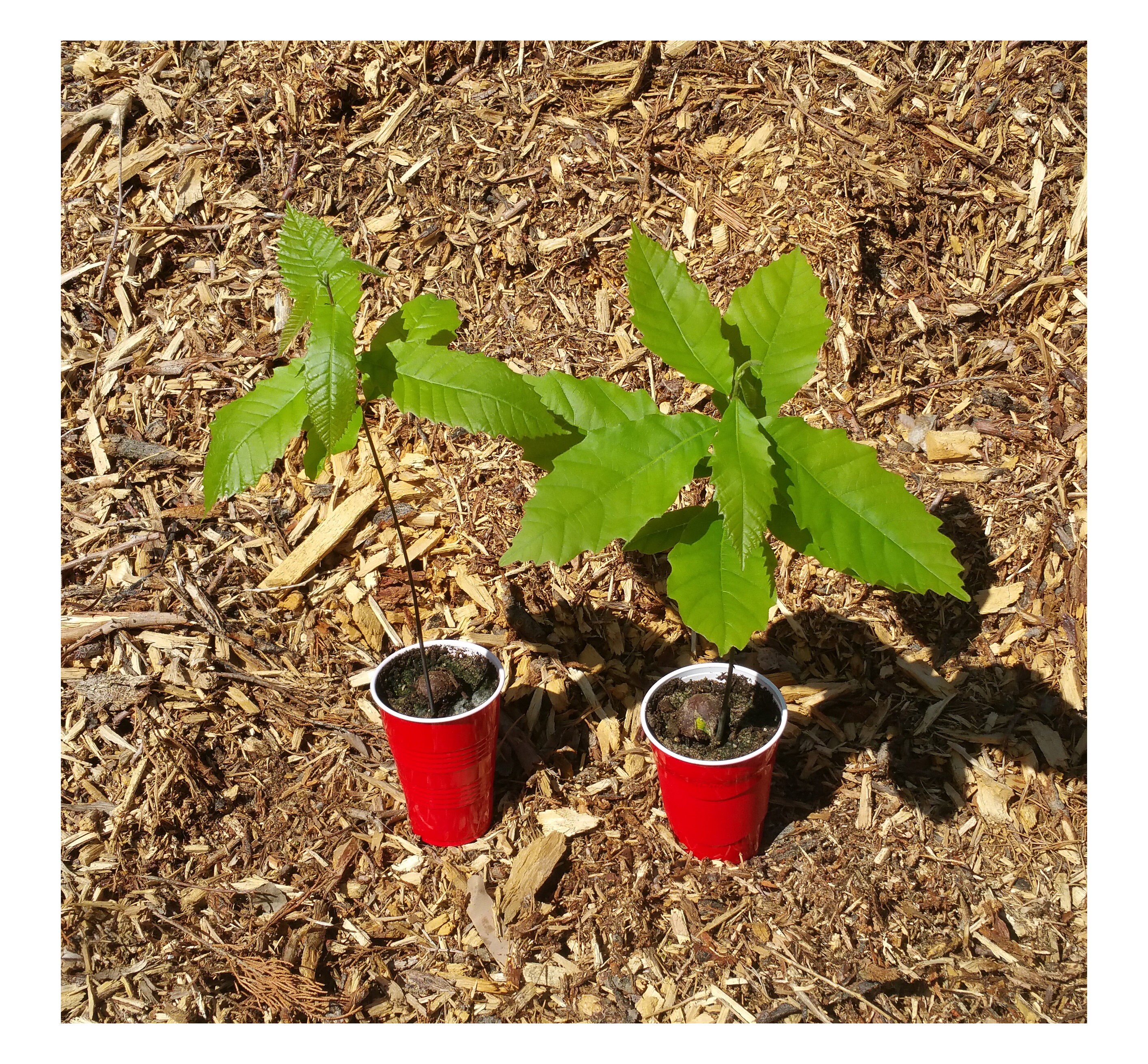 Dunstan Hybrid Chestnut Perfect Plants 4 5 Ft. Tall American Hybrid