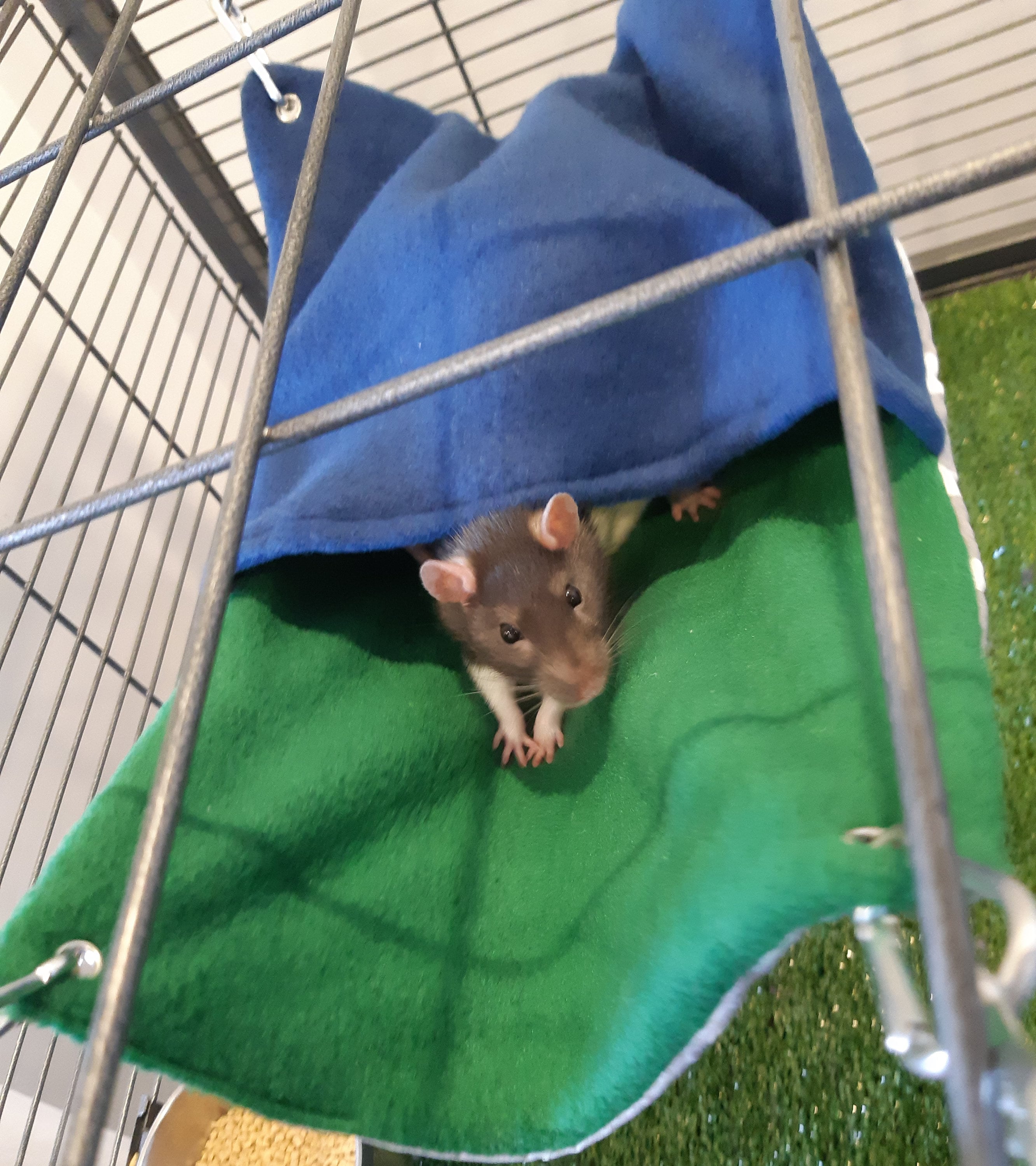Pocket Snuggle Hammocks for Rats and Other Small Animals - Etsy Australia