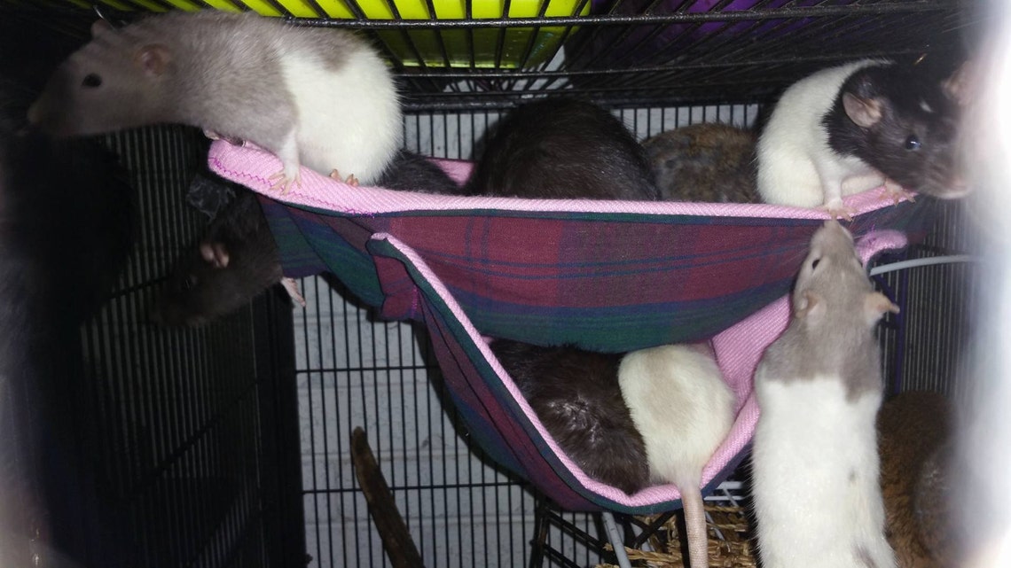 Double Decker Hammocks for Rats and Other Small Animals - Etsy