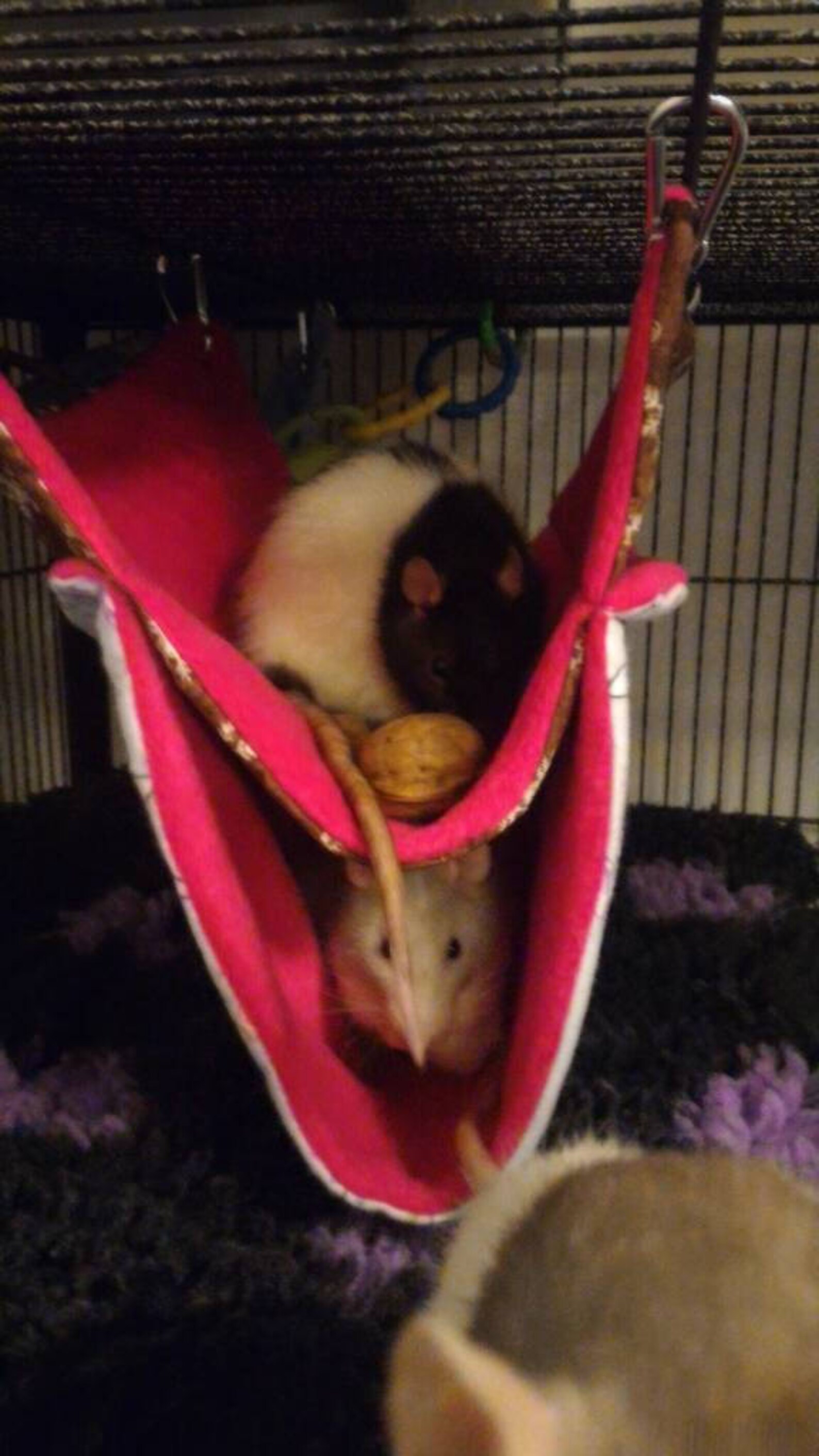 Double Decker Hammocks for Rats and Other Small Animals - Etsy