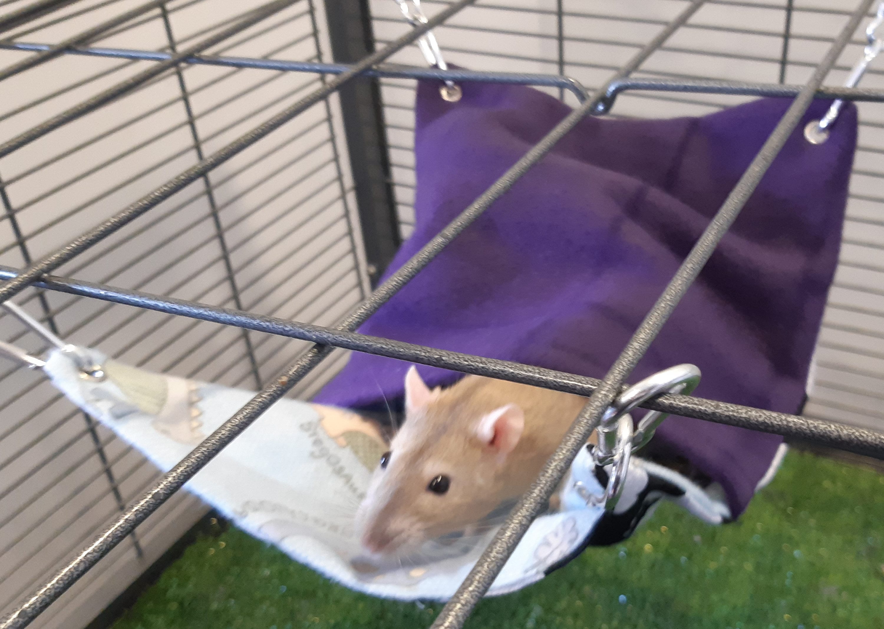 Pocket Snuggle Hammocks for Rats and Other Small Animals - Etsy Australia