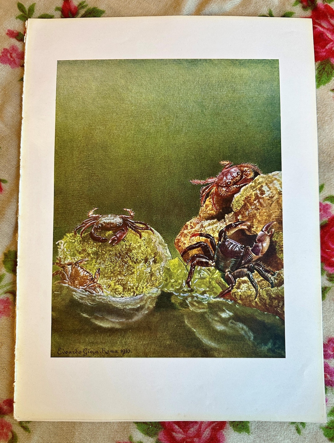 Vintage Crabs Art Print, Edoardo Gioja Illustration (AR-A734) - Etsy