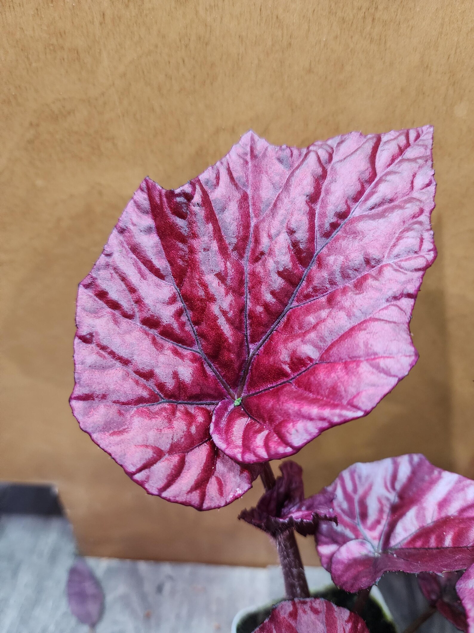 Begonia Rex "inca Flame" - Etsy