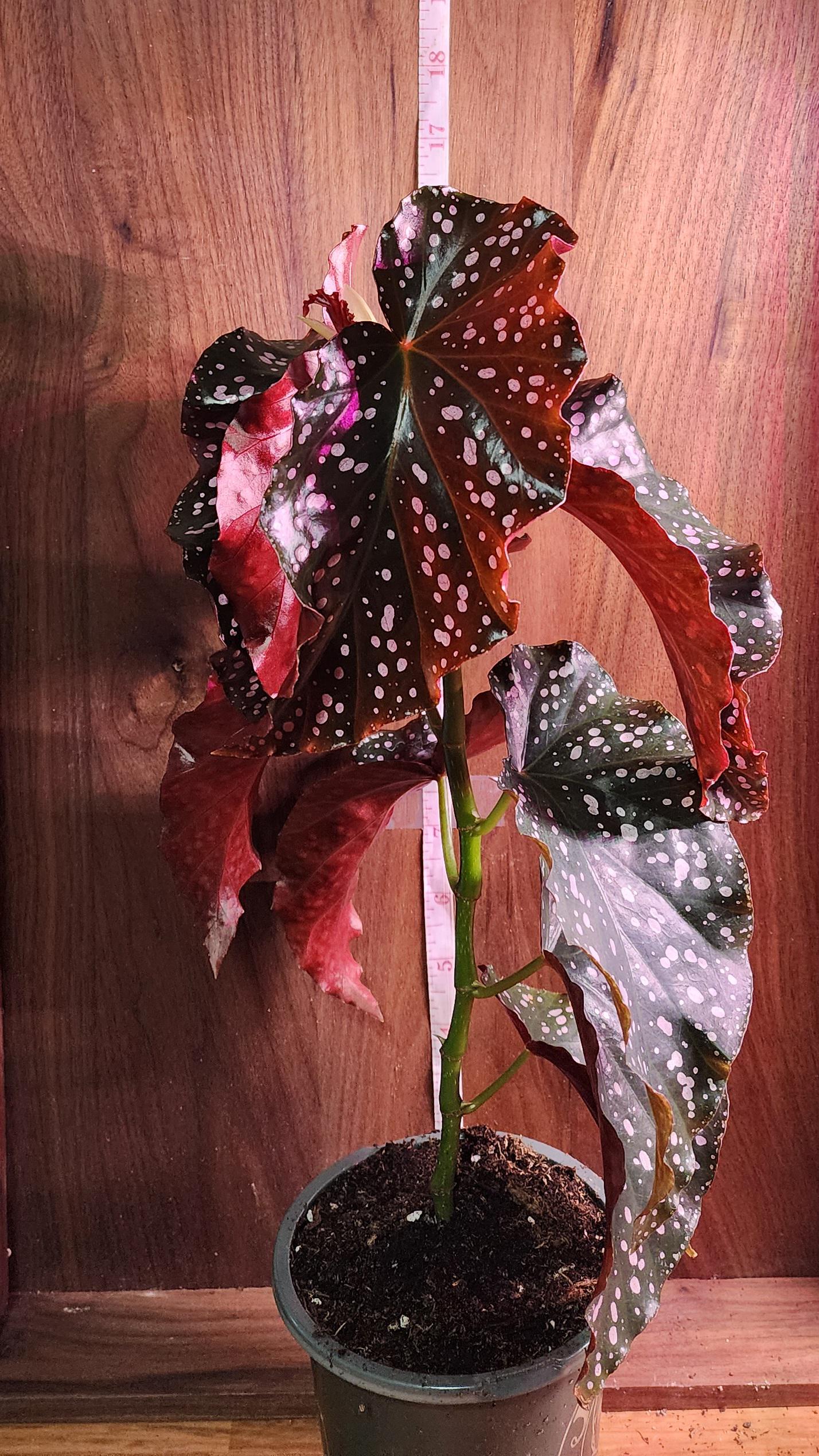 Cracklin Rosie Begonia - Pink and Silver Spots - Etsy