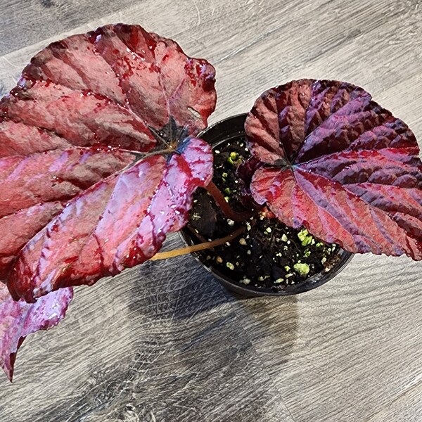 Ruby Begonia - Etsy