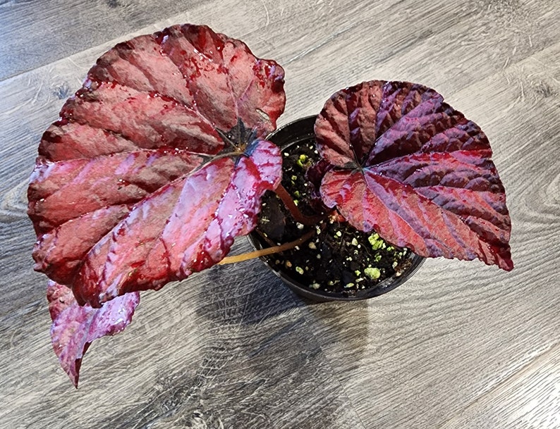 T Rex Begonia Ruby Slippers - Etsy