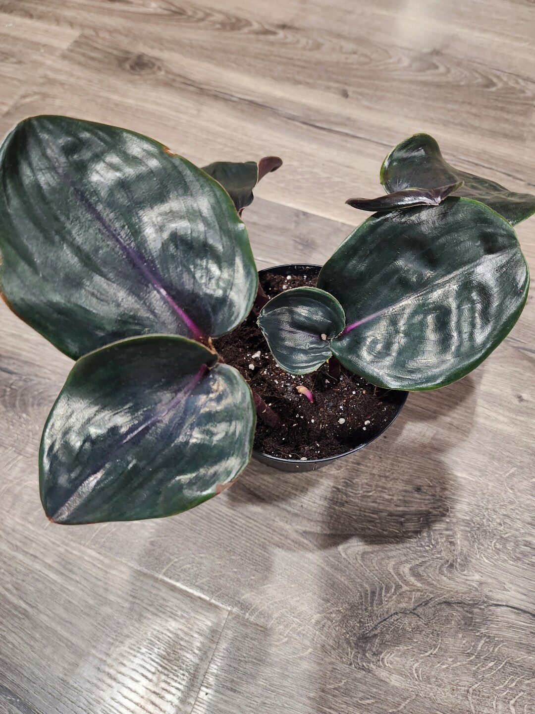 Geogenanthus Ciliatus Geo Plant Rare Find - Etsy