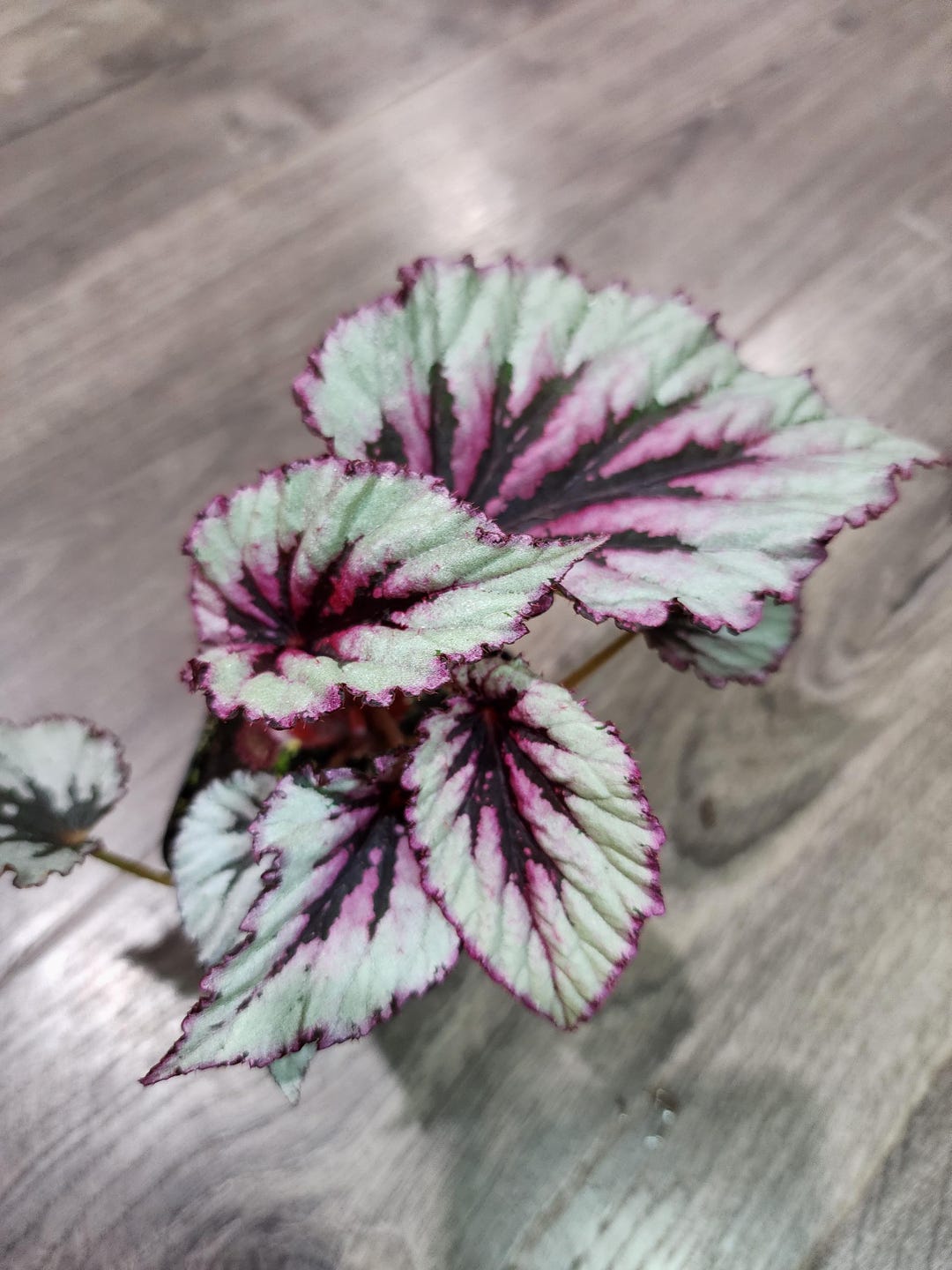 Begonia Rex Shadow King "cherry Mint" - Etsy