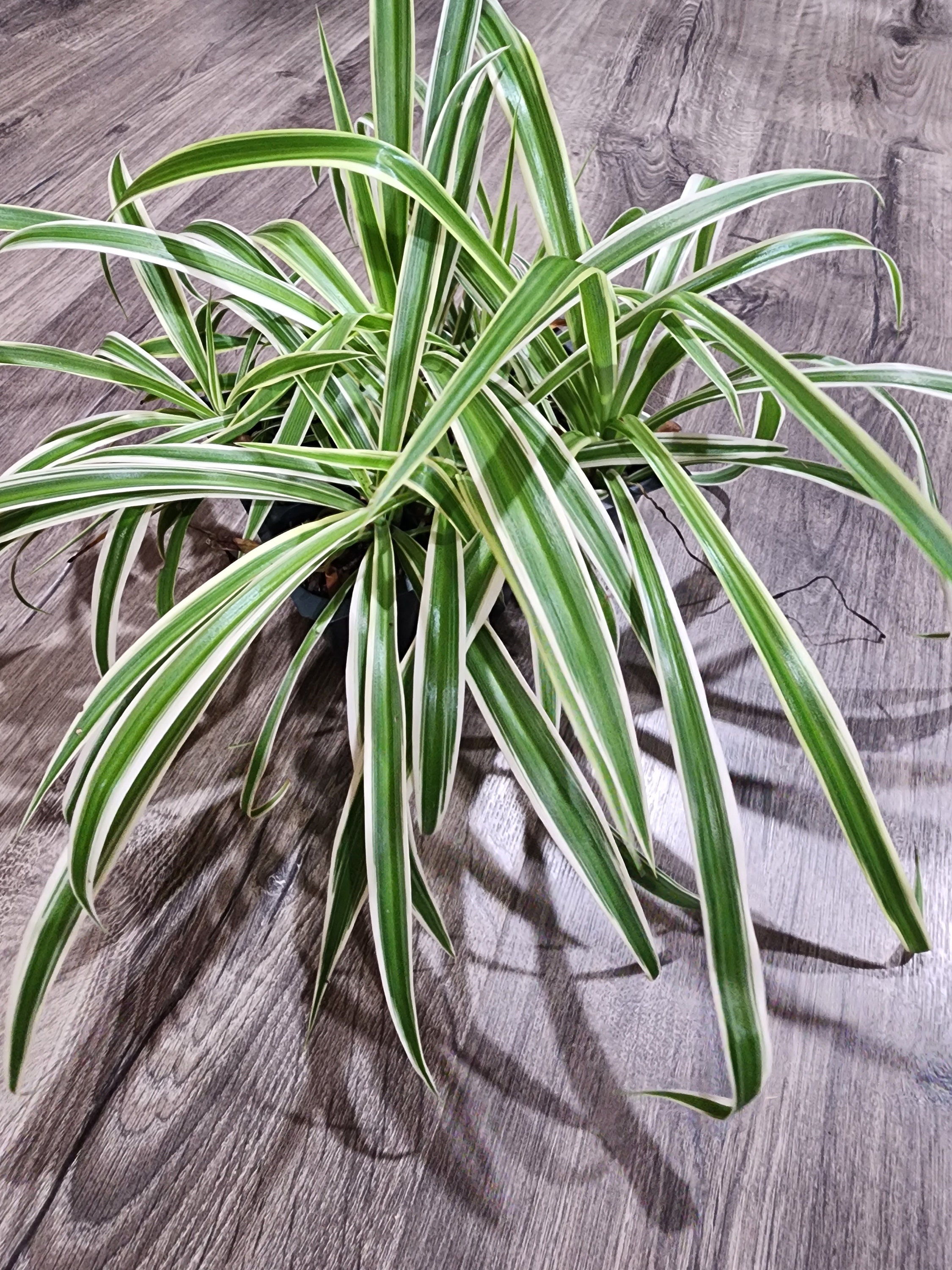 Variegated Spider Plants - Etsy