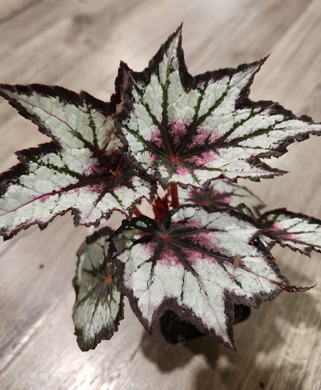 Begonia Rex "night Owl" - Etsy