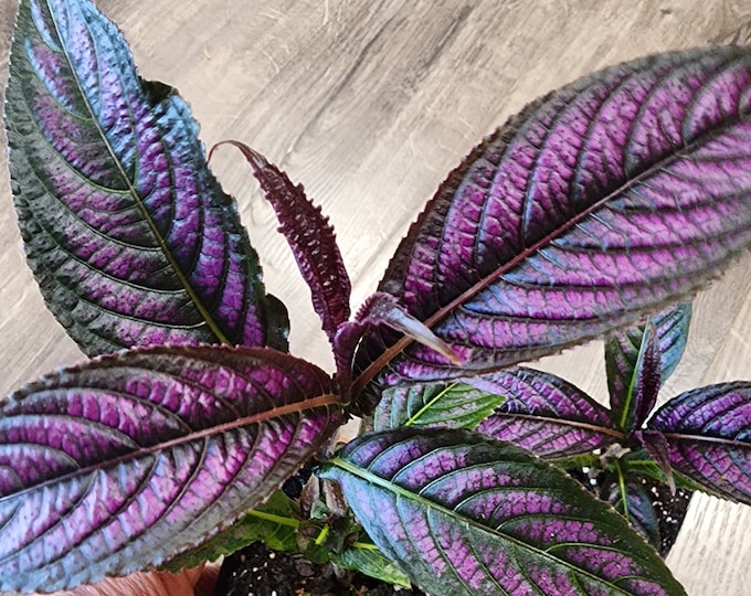 Purple Persian Shield Plant - Etsy