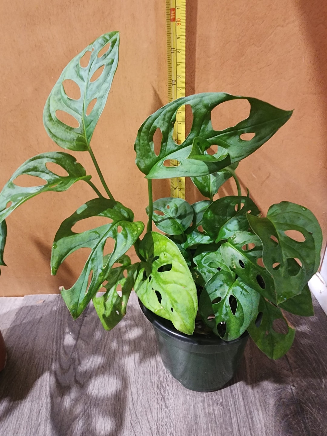 Swiss Cheese Plant - Monstera Adansonii - Large Leaf Form - Etsy